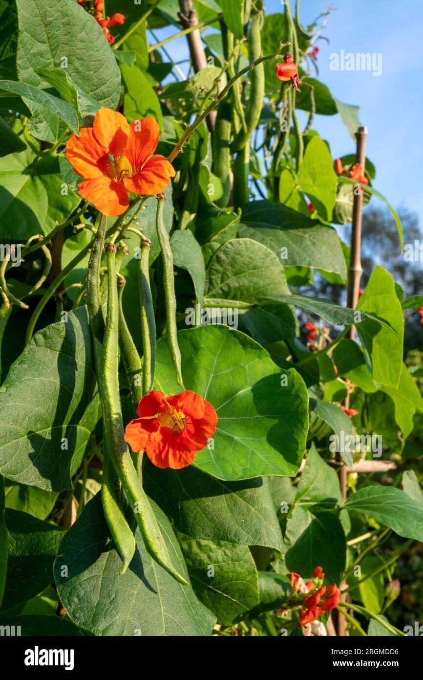 Nasturtiums grown as a companion plant with runner beans, they ...