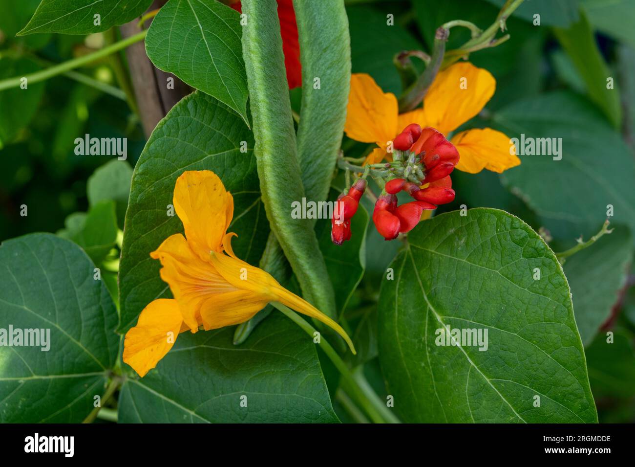 Nasturtiums grown as a companion plant with runner beans. The ...