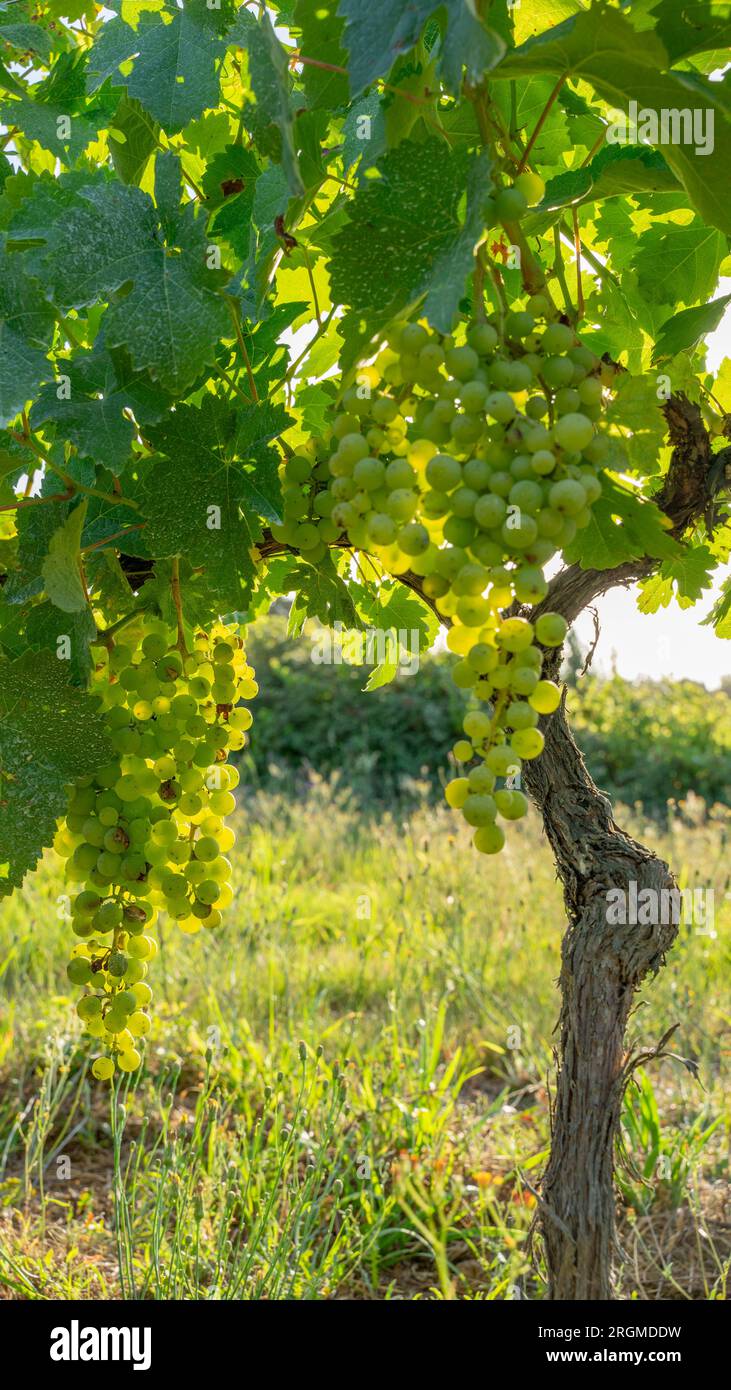 Tabel grape hi-res stock photography and images - Alamy