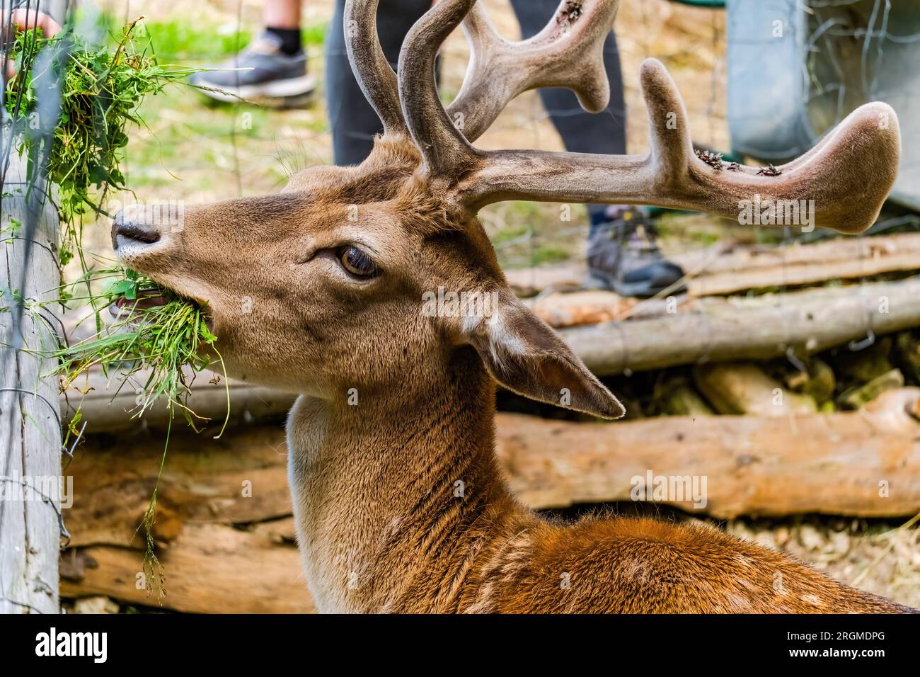 Cute deer posing in nature, wildlife animals Stock Photo - Alamy