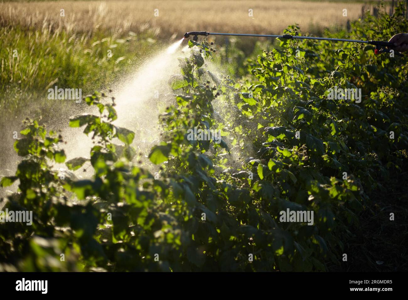 Treatment of raspberries from diseases and pests Stock Photo - Alamy
