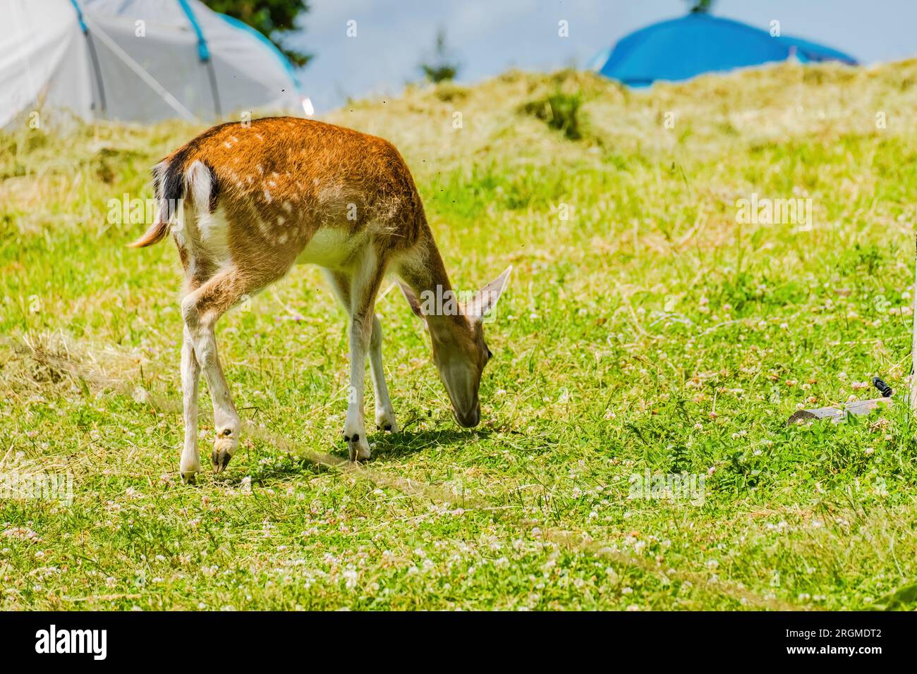 Cute deer posing in nature, wildlife animals Stock Photo - Alamy