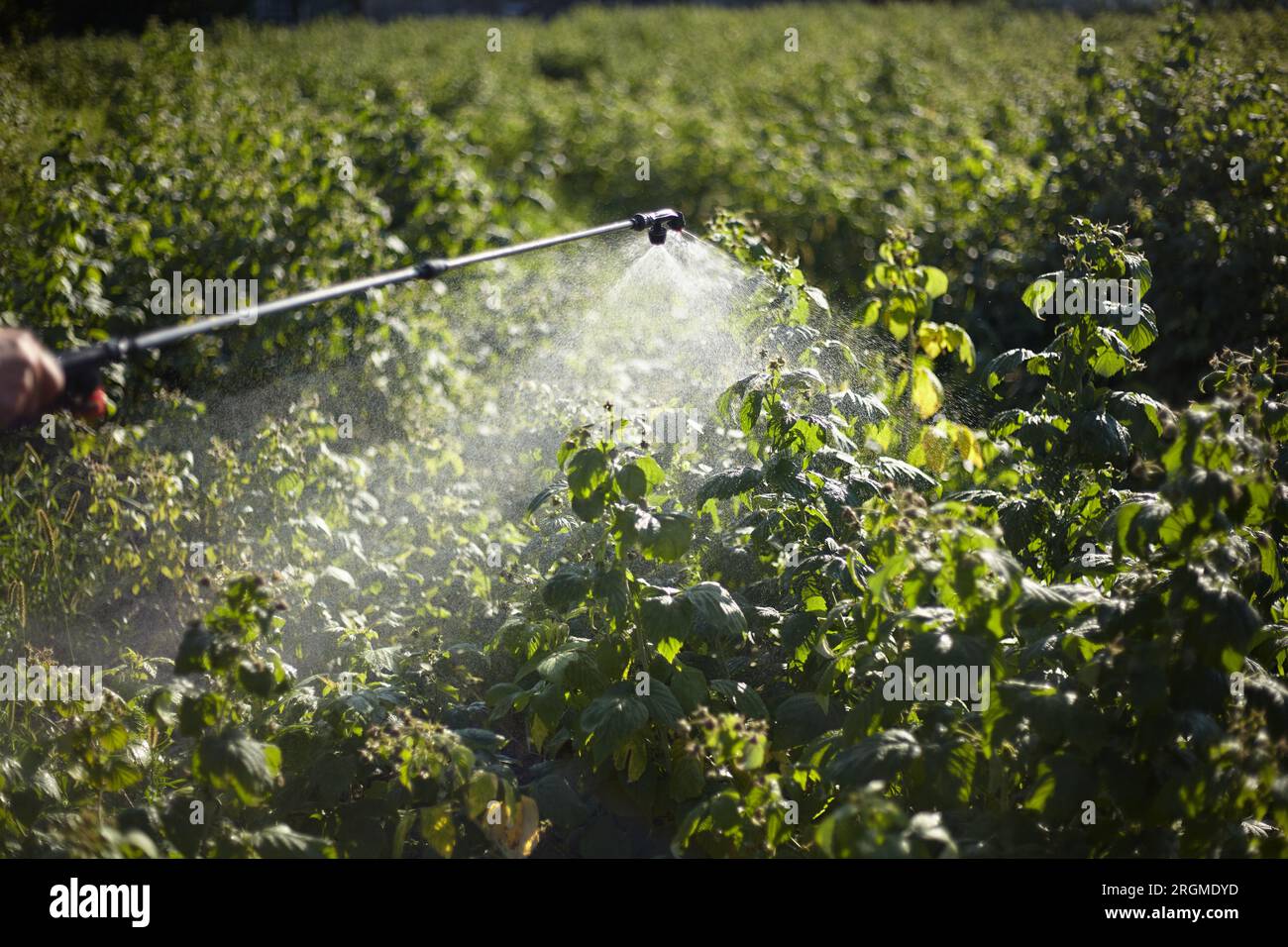 Treatment of raspberries from diseases and pests Stock Photo - Alamy