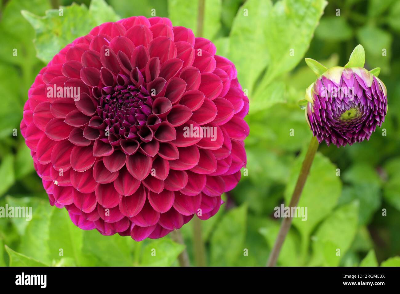 Closeup of the adolescent flower and the open bud of the perennial ...