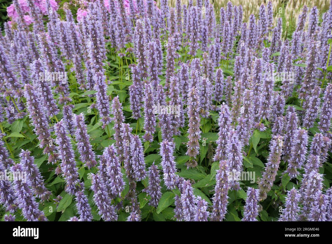 Closeup of the upright short blue flower spikes of the summer long ...
