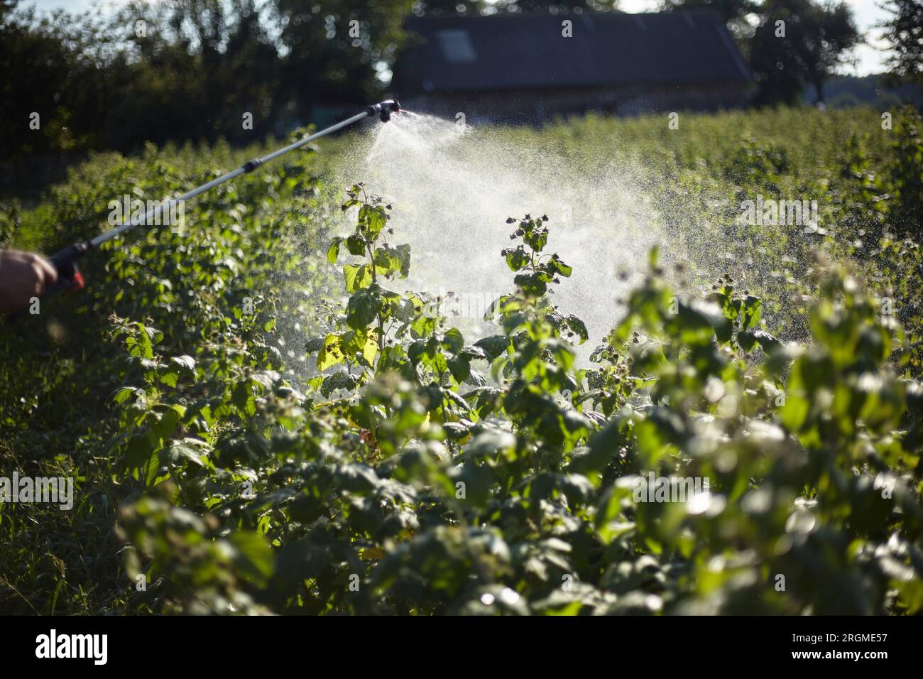 Treatment of raspberries from diseases and pests Stock Photo - Alamy