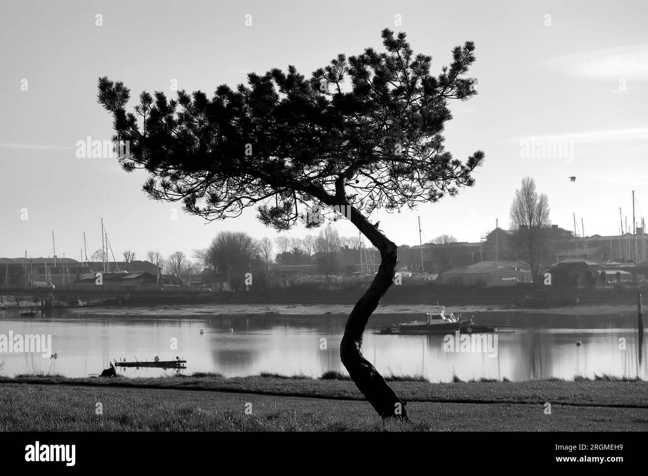 Black and white, monochrome. A small tree with its trunk bending too ...