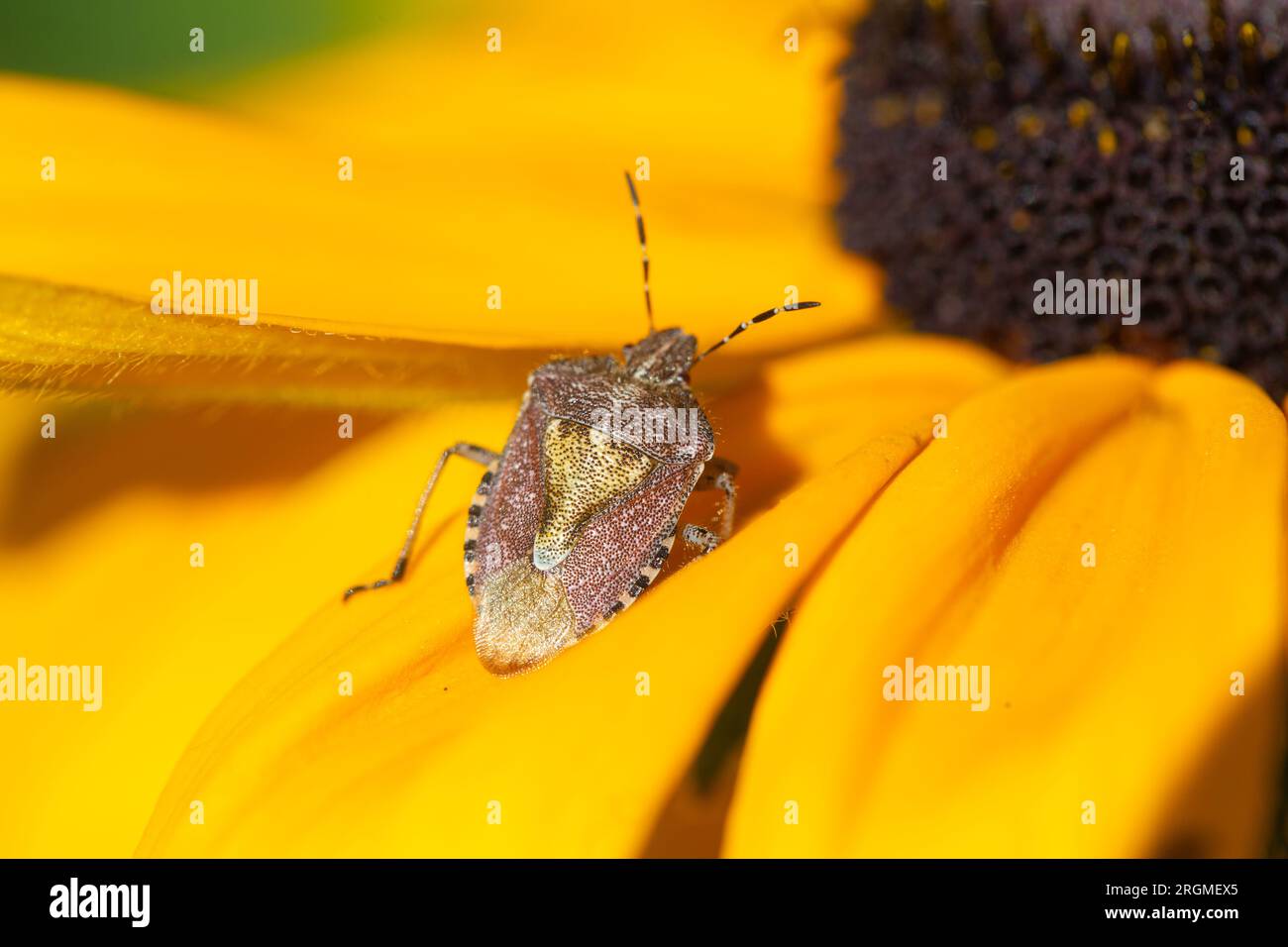 Children insect hunt hi-res stock photography and images - Alamy