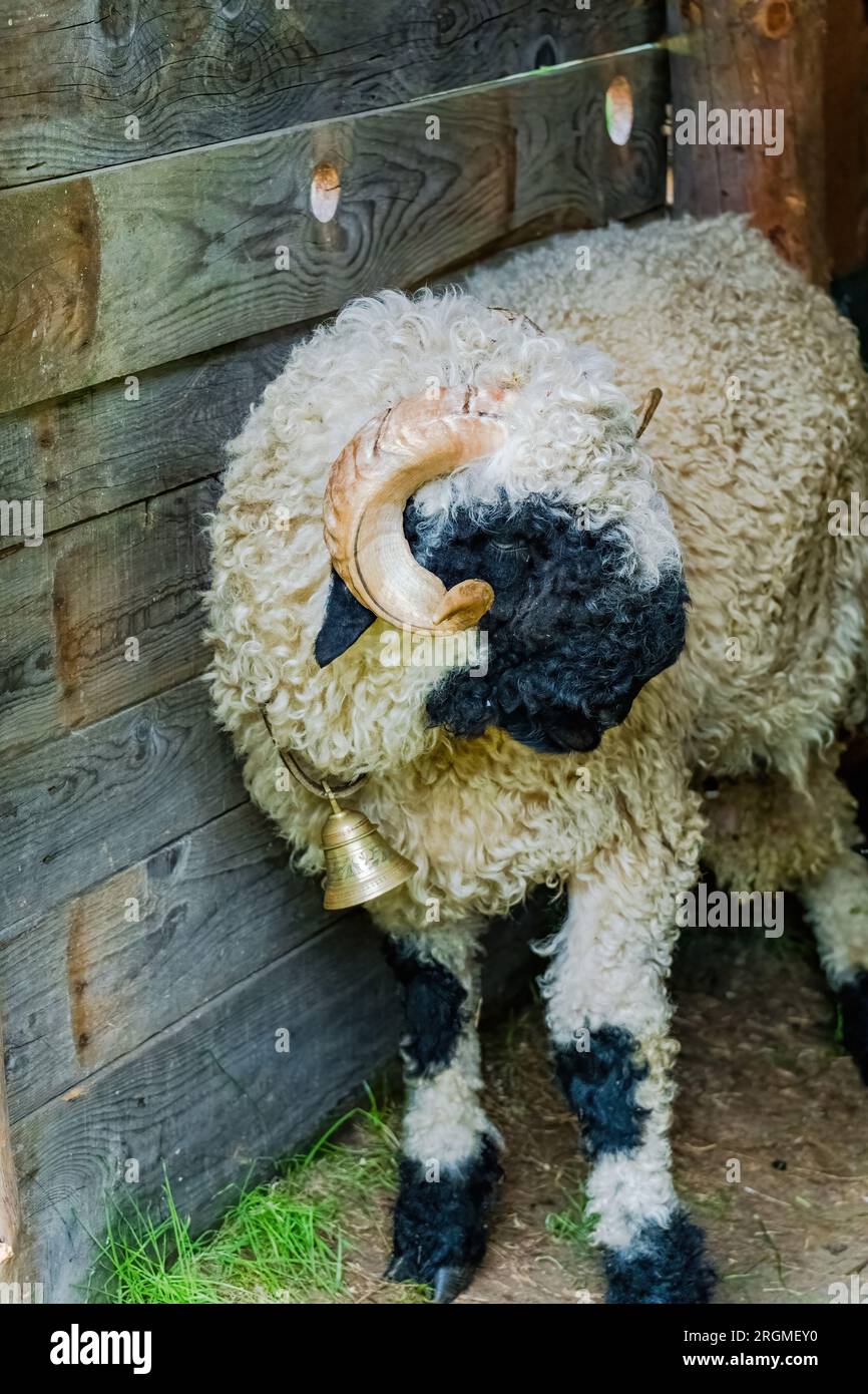 Ship by animals hi-res stock photography and images - Alamy