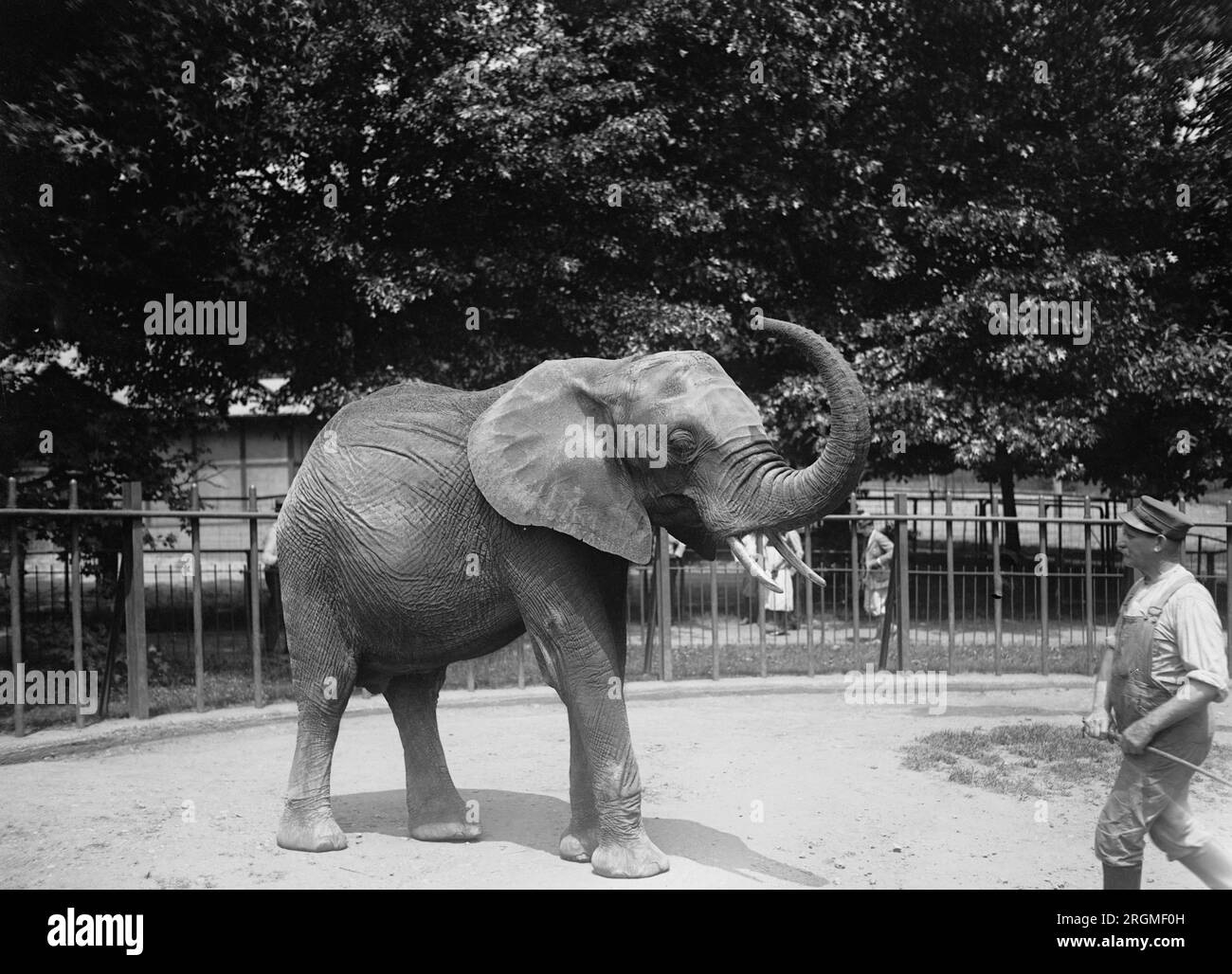 1920s elephant in a zoo hi-res stock photography and images - Alamy
