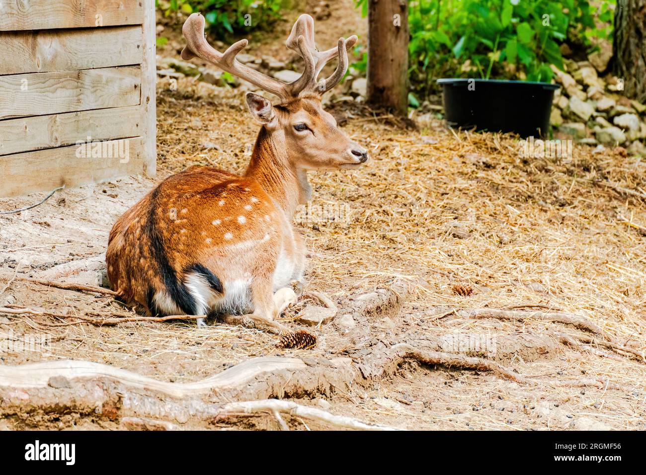 Cute deer posing in nature, wildlife animals Stock Photo - Alamy