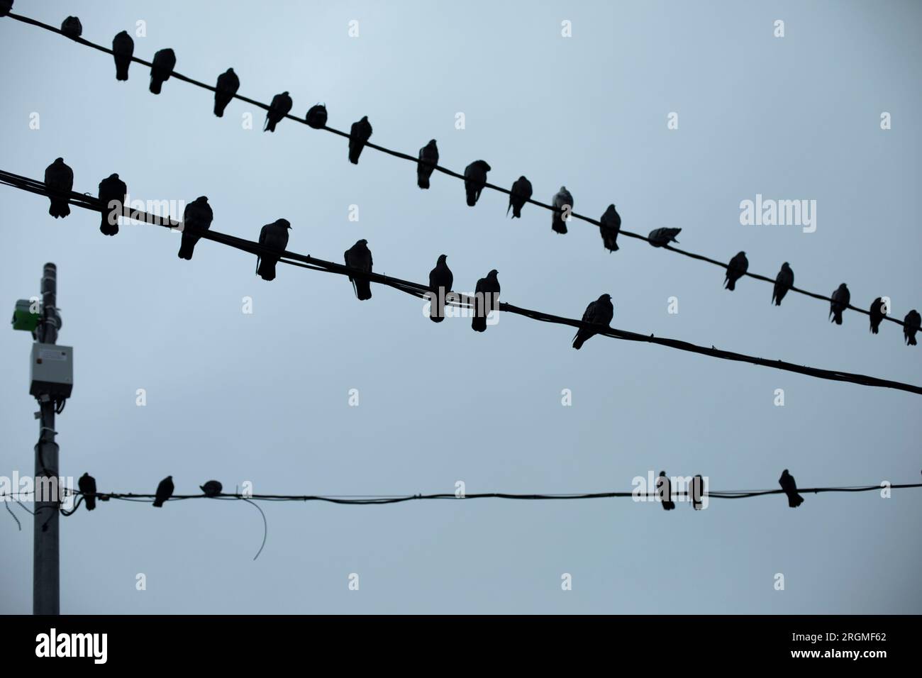 Pigeons sit on wire. Silhouettes of birds on electric wire. Details of ... Pigeons sit on wire. Silhouettes of birds on electric wire. Details of ...