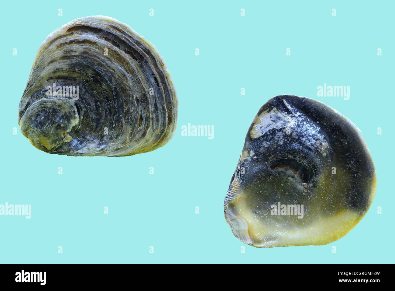 The two sides of a single, flat shell, with copy space, negative space ...