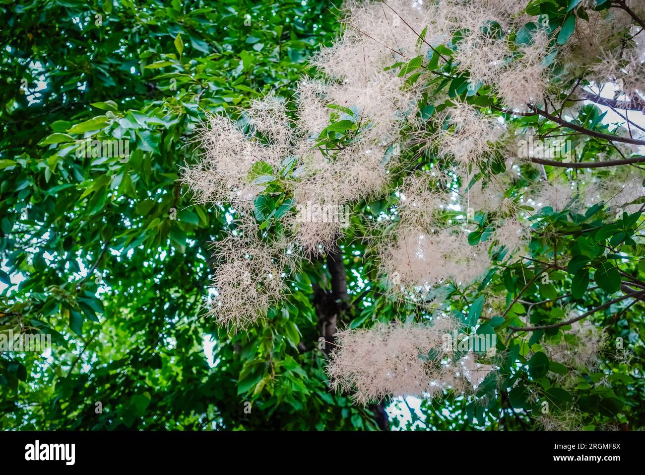 Cotinus coggygria, commonly known as smokebush or smoke tree, is a ...