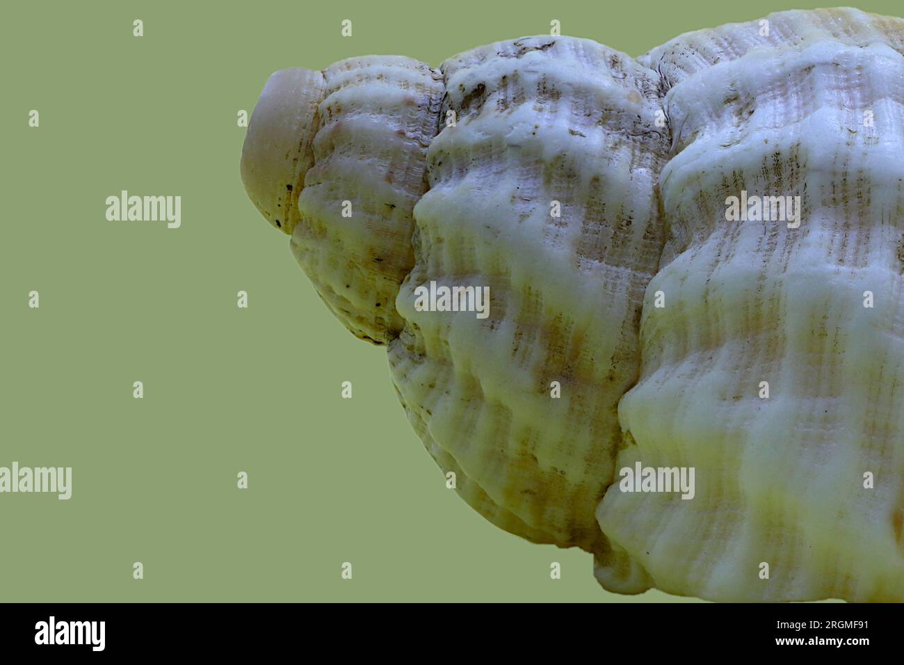 Macro, studio shot: Close-up photo of part of a sea shell, washed ...