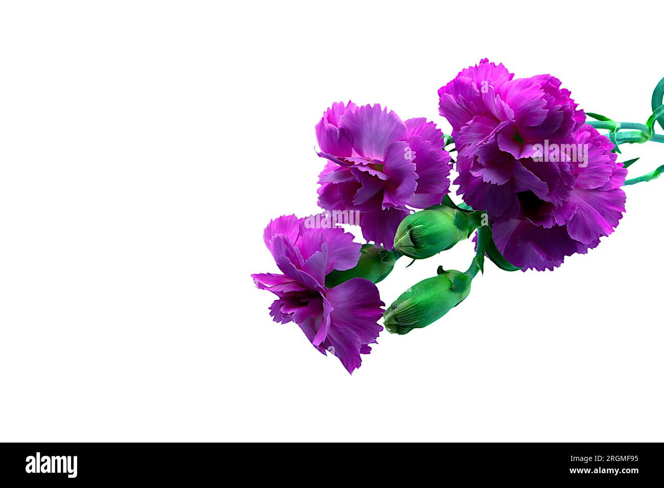 Purple pink petals hi-res stock photography and images - Alamy