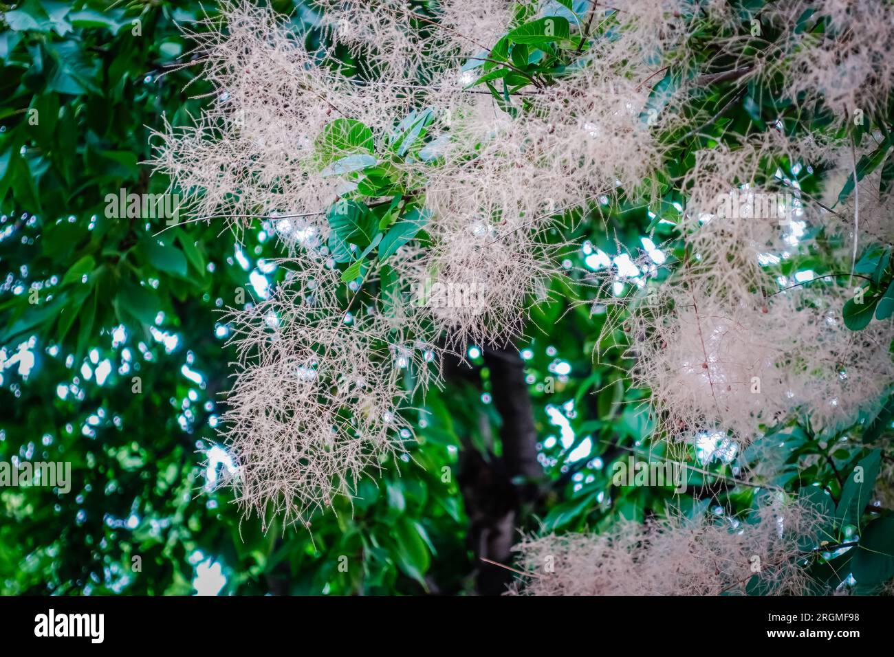 Cotinus coggygria, commonly known as smokebush or smoke tree, is a ...