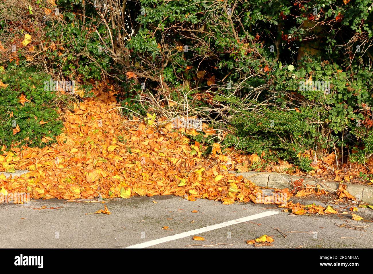 Dead wood pile with negative space hi-res stock photography and images ...