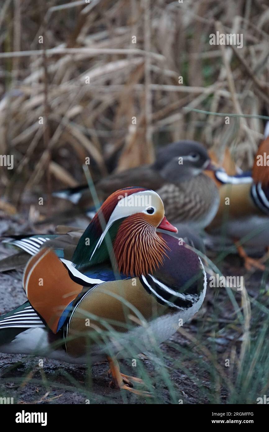 Mandarin ducks uk hi-res stock photography and images - Alamy