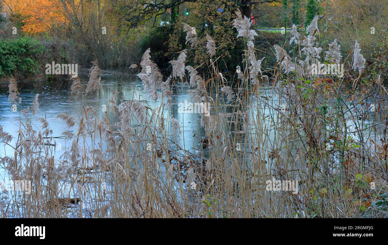 Lake ornamental trees hi-res stock photography and images - Alamy