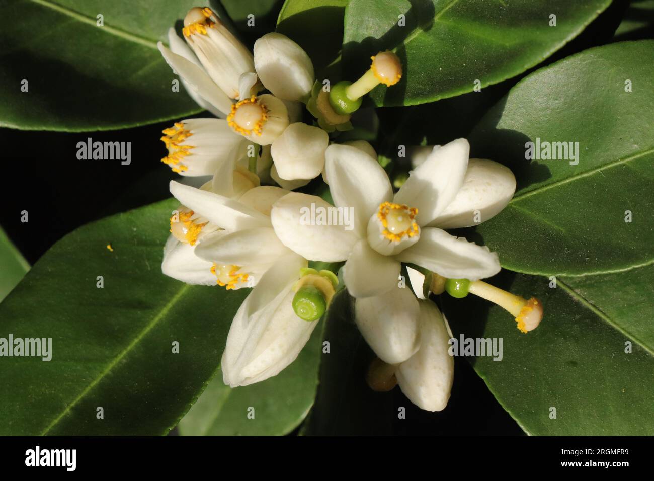 Blooming Lemon Tree. Branch with blooms Stock Photo - Alamy