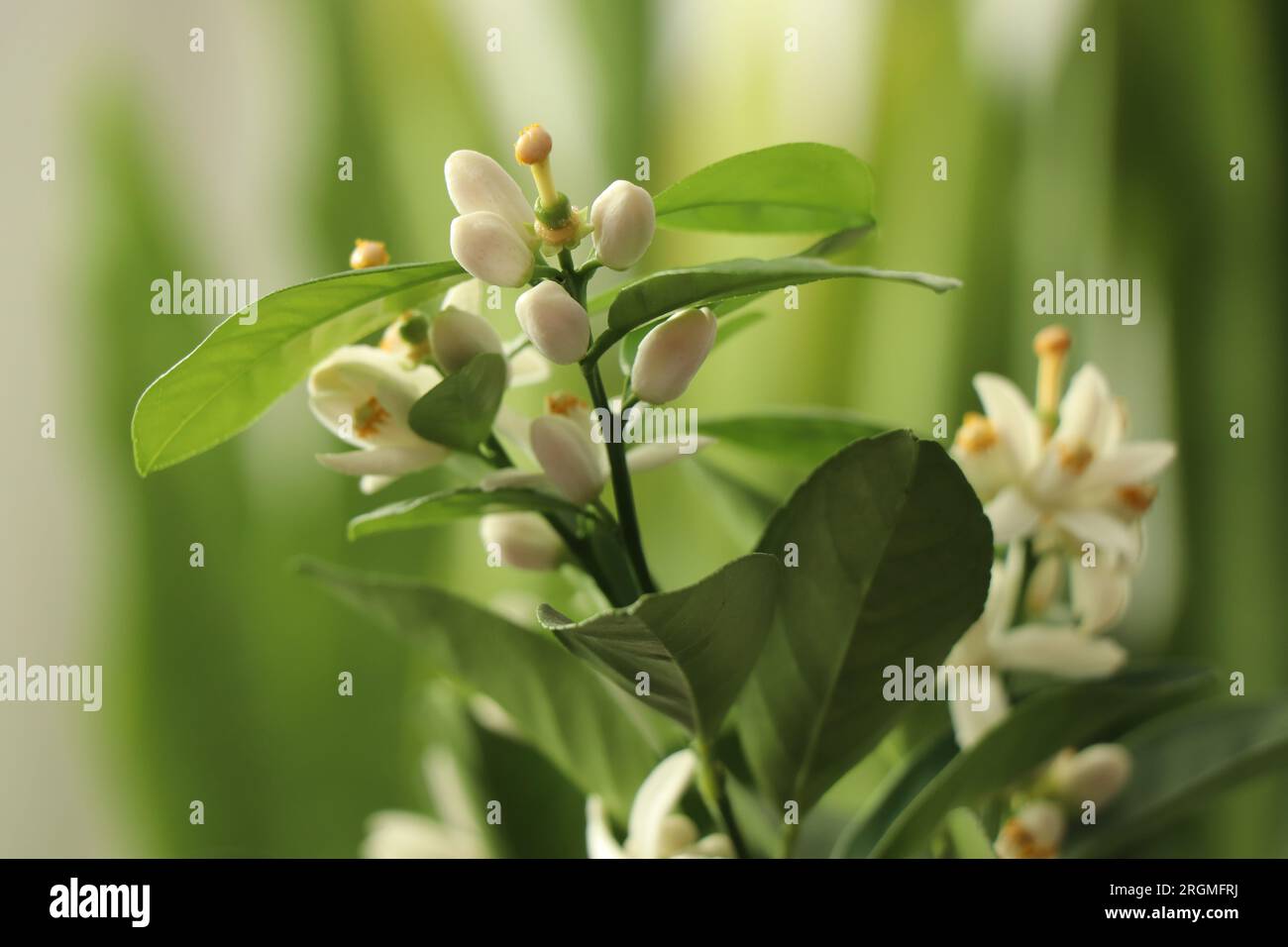 Blooming Lemon Tree. Branch with blooms Stock Photo - Alamy