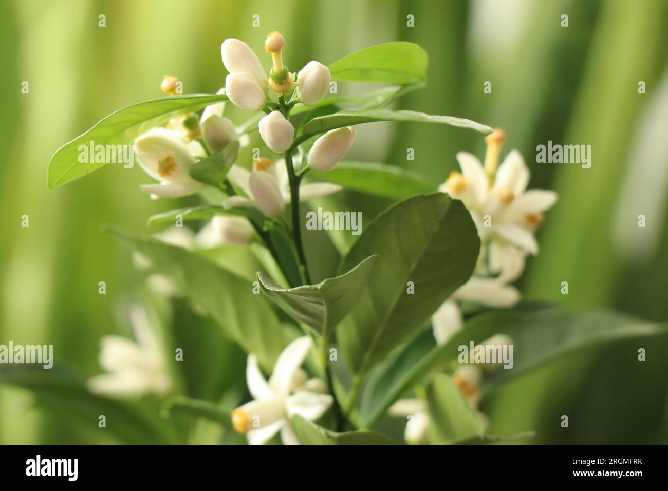 Blooming Lemon Tree. Branch with blooms Stock Photo - Alamy