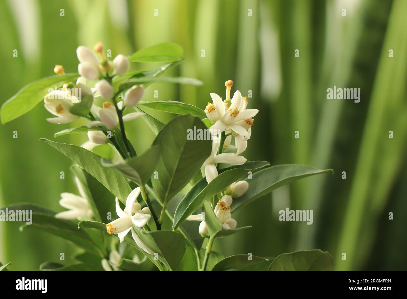Blooming Lemon Tree. Branch with blooms Stock Photo - Alamy