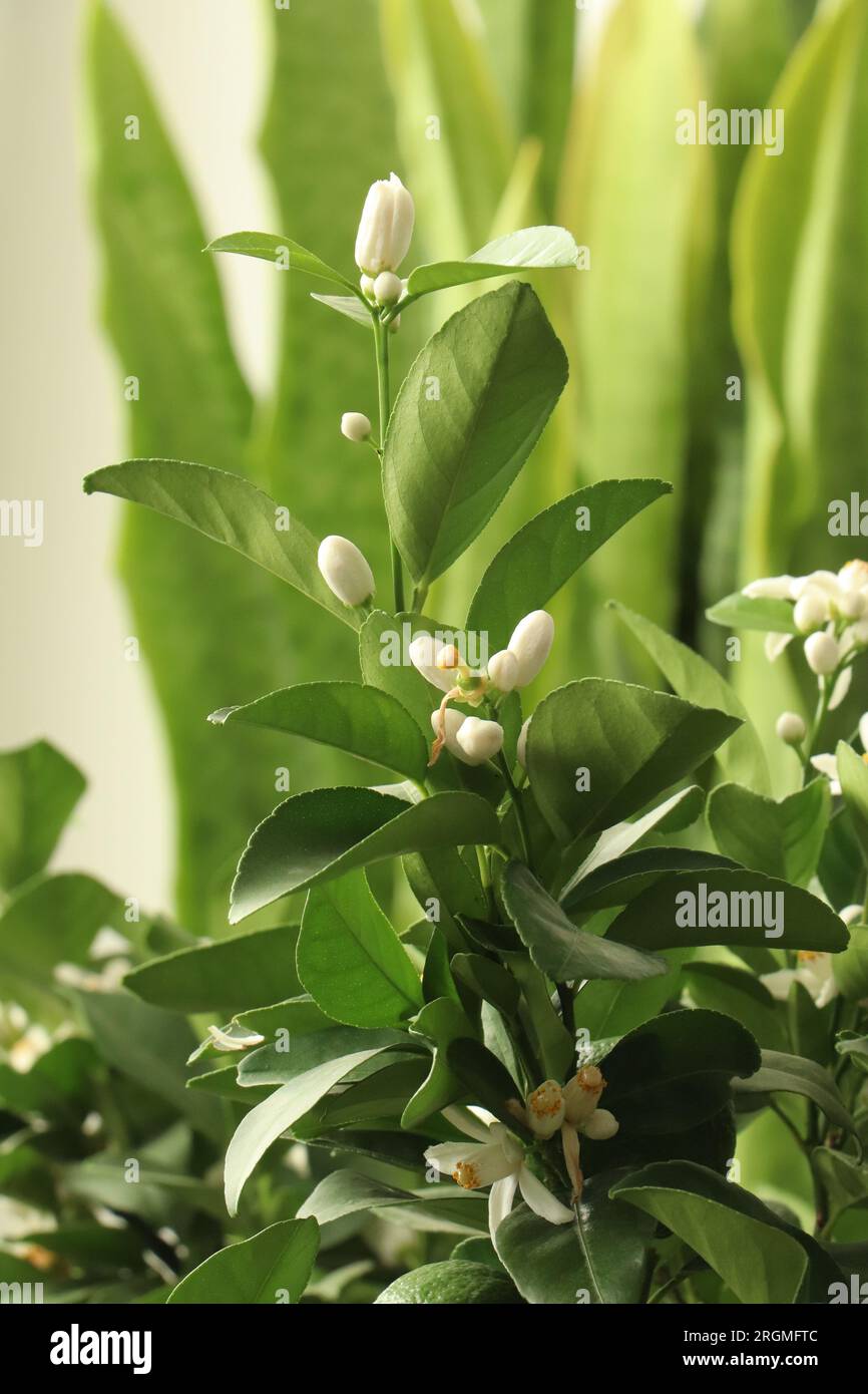 Blooming Lemon Tree. Branch with blooms Stock Photo - Alamy