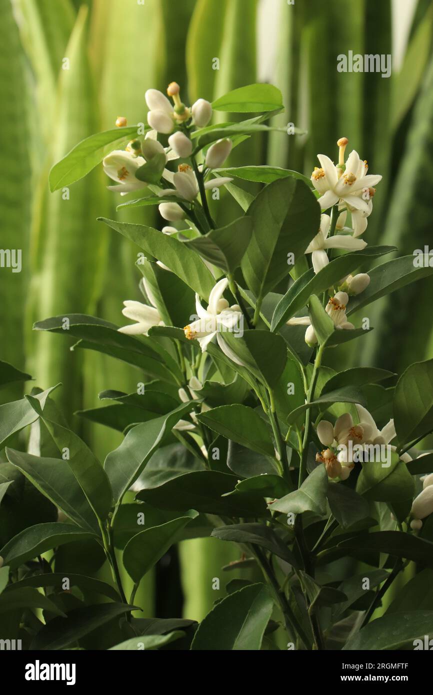 Blooming Lemon Tree. Branch with blooms Stock Photo - Alamy