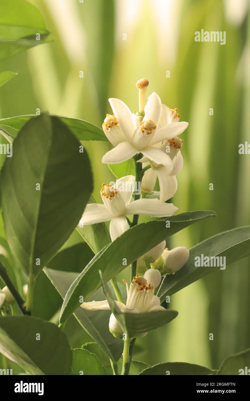 Blooming Lemon Tree. Branch with blooms Stock Photo - Alamy