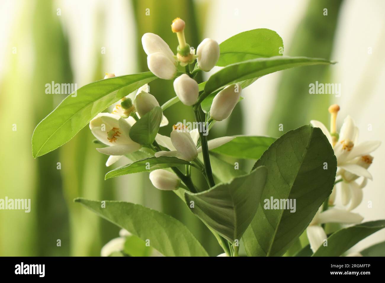 Blooming Lemon Tree. Branch with blooms Stock Photo - Alamy