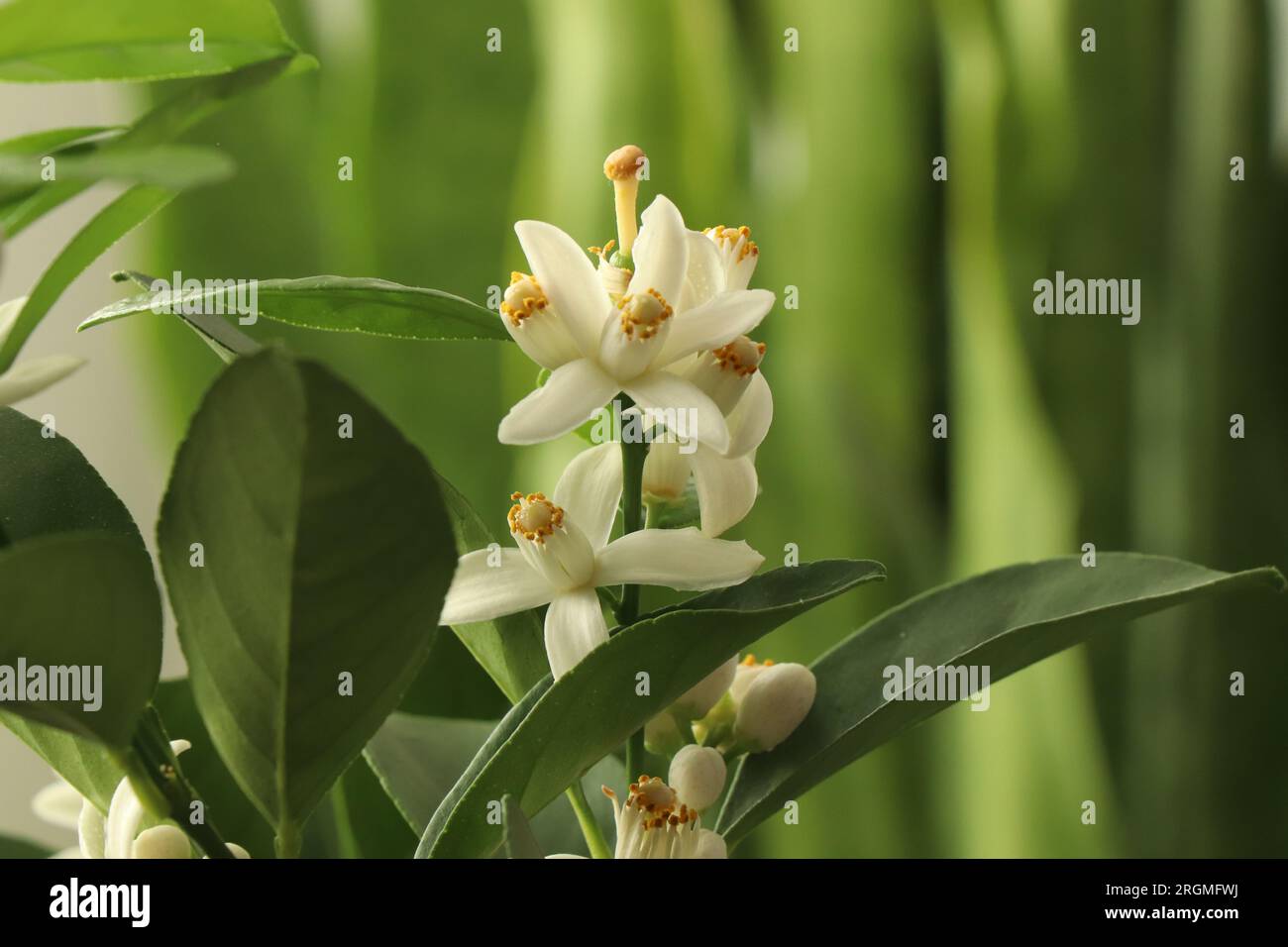 Blooming Lemon Tree. Branch with blooms Stock Photo - Alamy