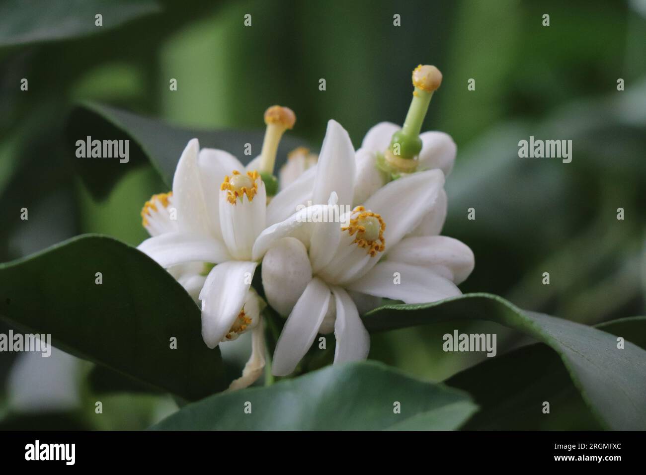 Blooming Lemon Tree. Branch with blooms Stock Photo - Alamy