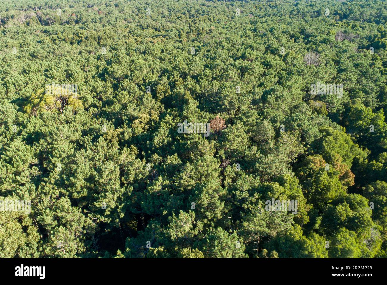 aerial view of dense pine forest Stock Photo - Alamy