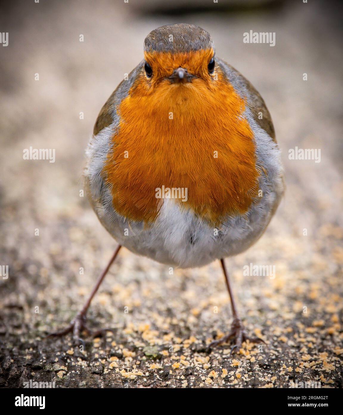 Bird watching european robin hi-res stock photography and images - Alamy