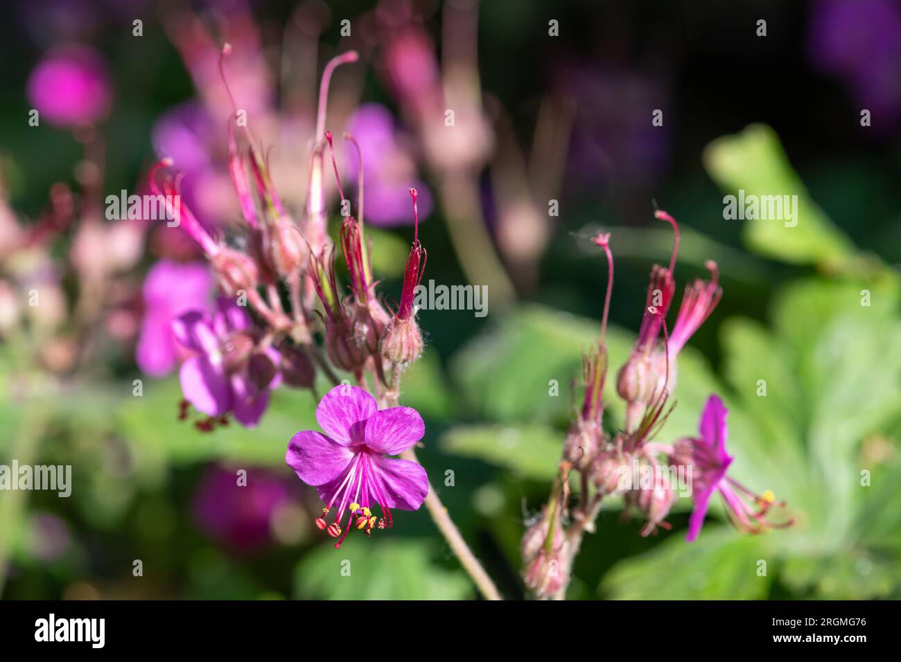 Geranium macrorrhizum rock cranes hi-res stock photography and images ...