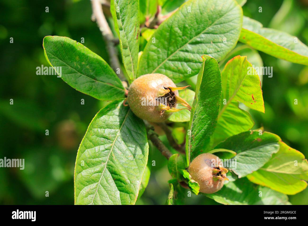 Common medlar fruit on trees, Mespilus germanica. Taken August 2023 ...