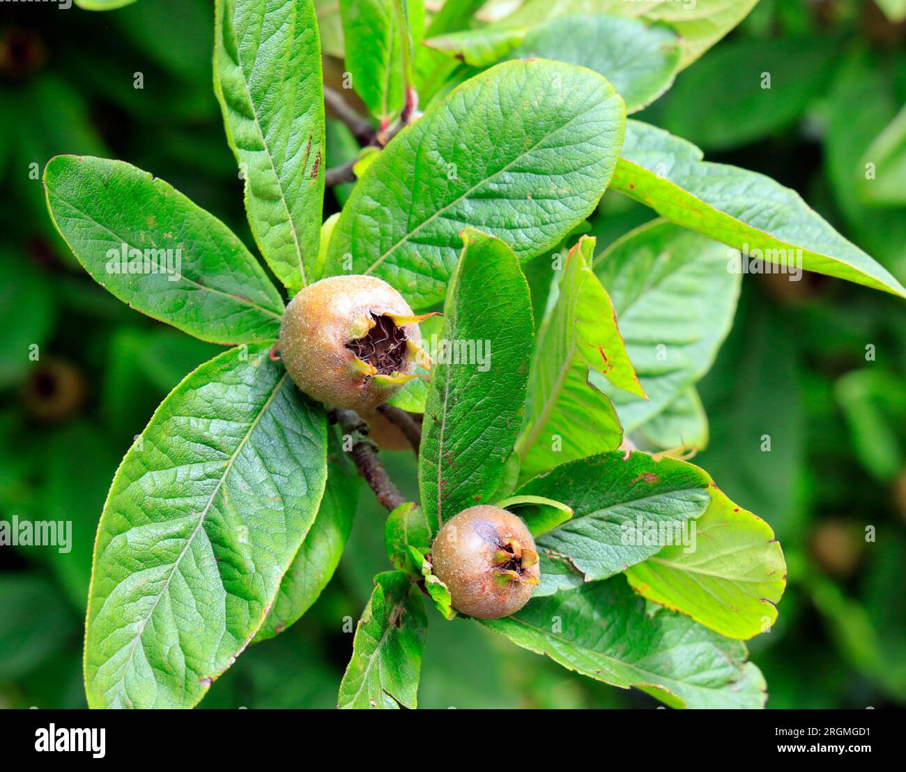 Common medlar fruit on trees, Mespilus germanica. Taken August 2023 ...