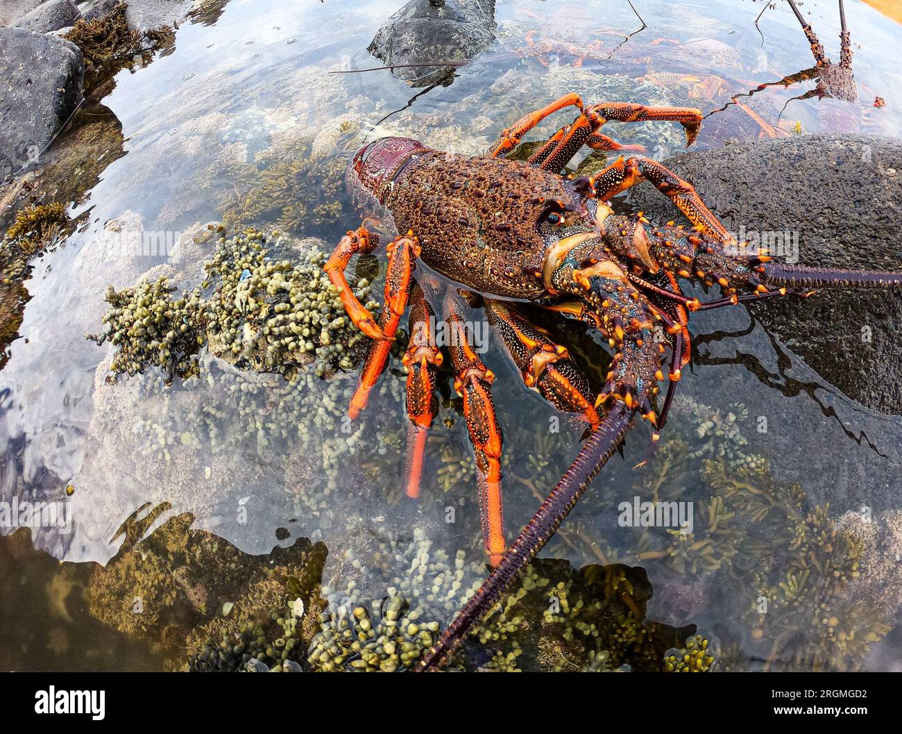 Tasmanian Giant Crayfish