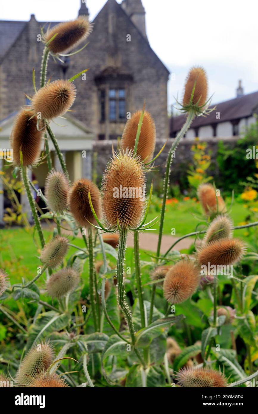 Common teasel (Dipsacus fullonum) . Family Caprifoliaceae. . Cowbridge ...