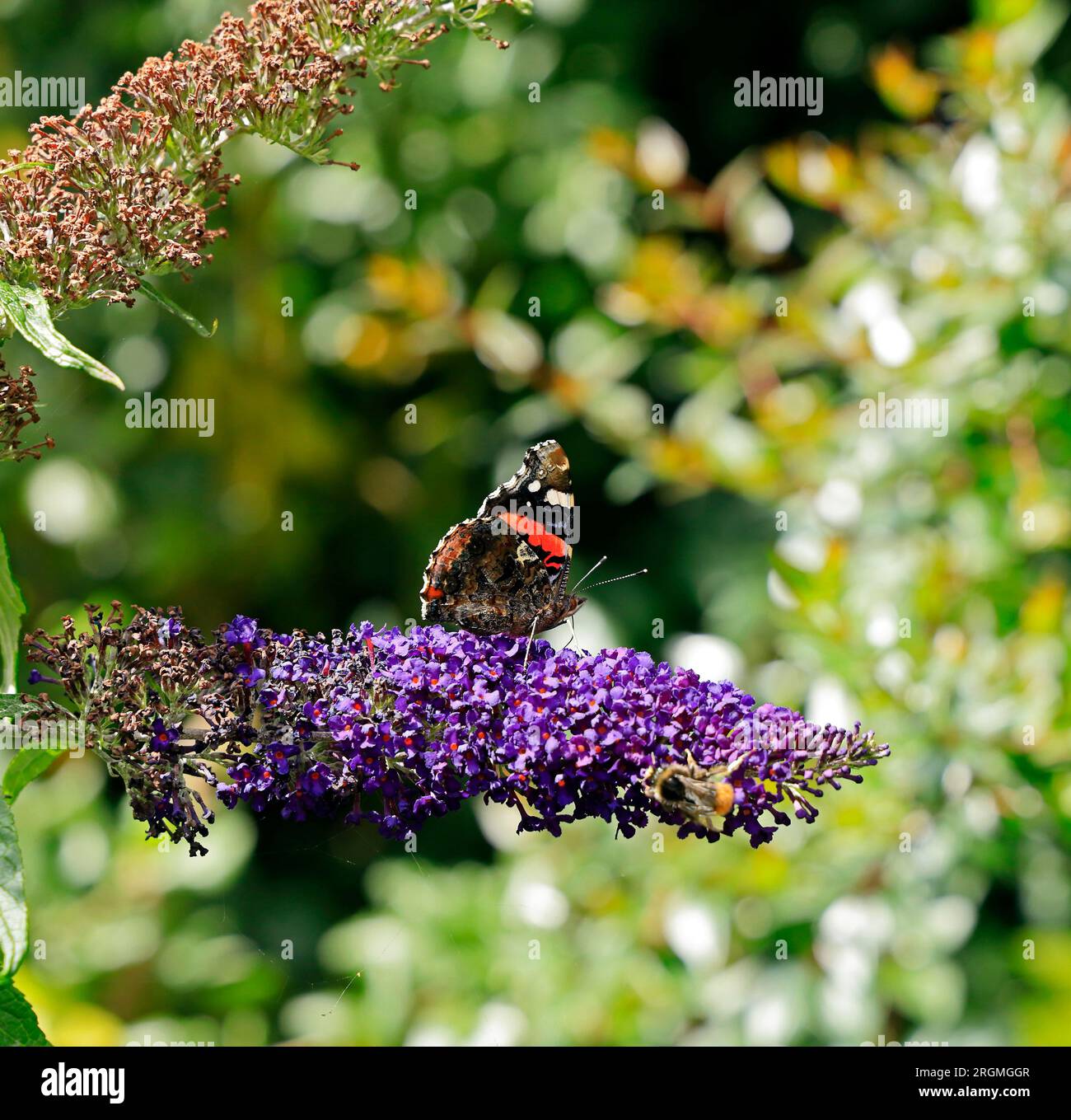 Dark purple buddleia and red admiral butterfly, Cowbridge scenes. Taken ...