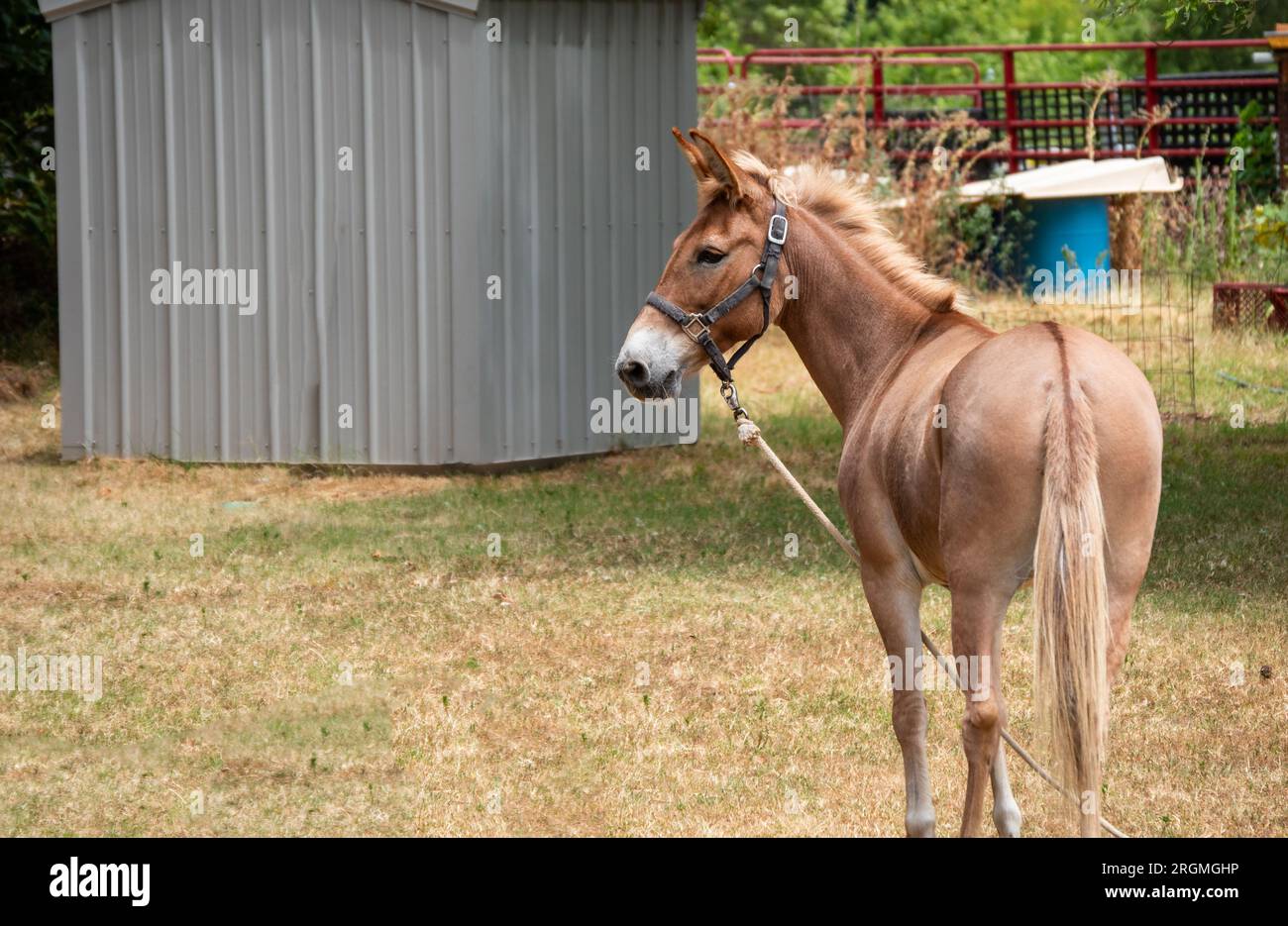 A mule gets a break from the pasture and stands in the yard watching ...