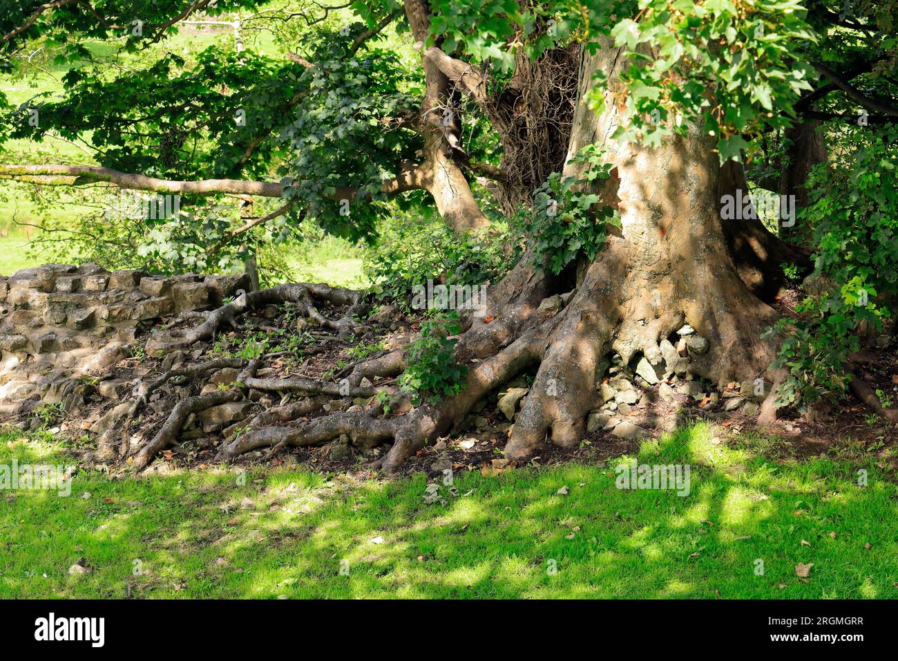 Tree roots growing through a stone waal, part of St Quentin's Castle ...