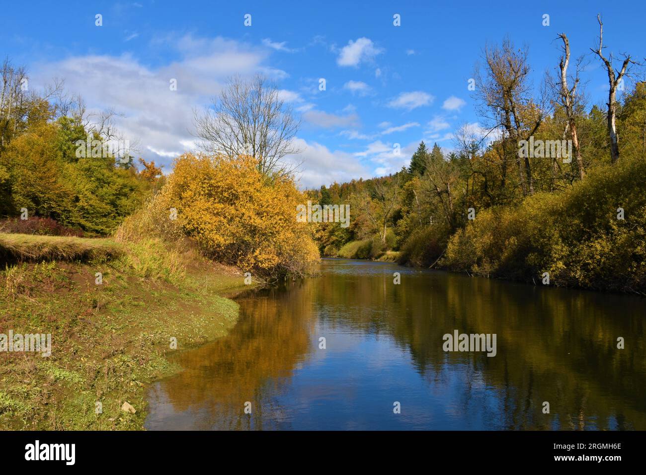 Rak river in Rakov Skocjan, Notranjska, Slovenia with a willow bush on ...
