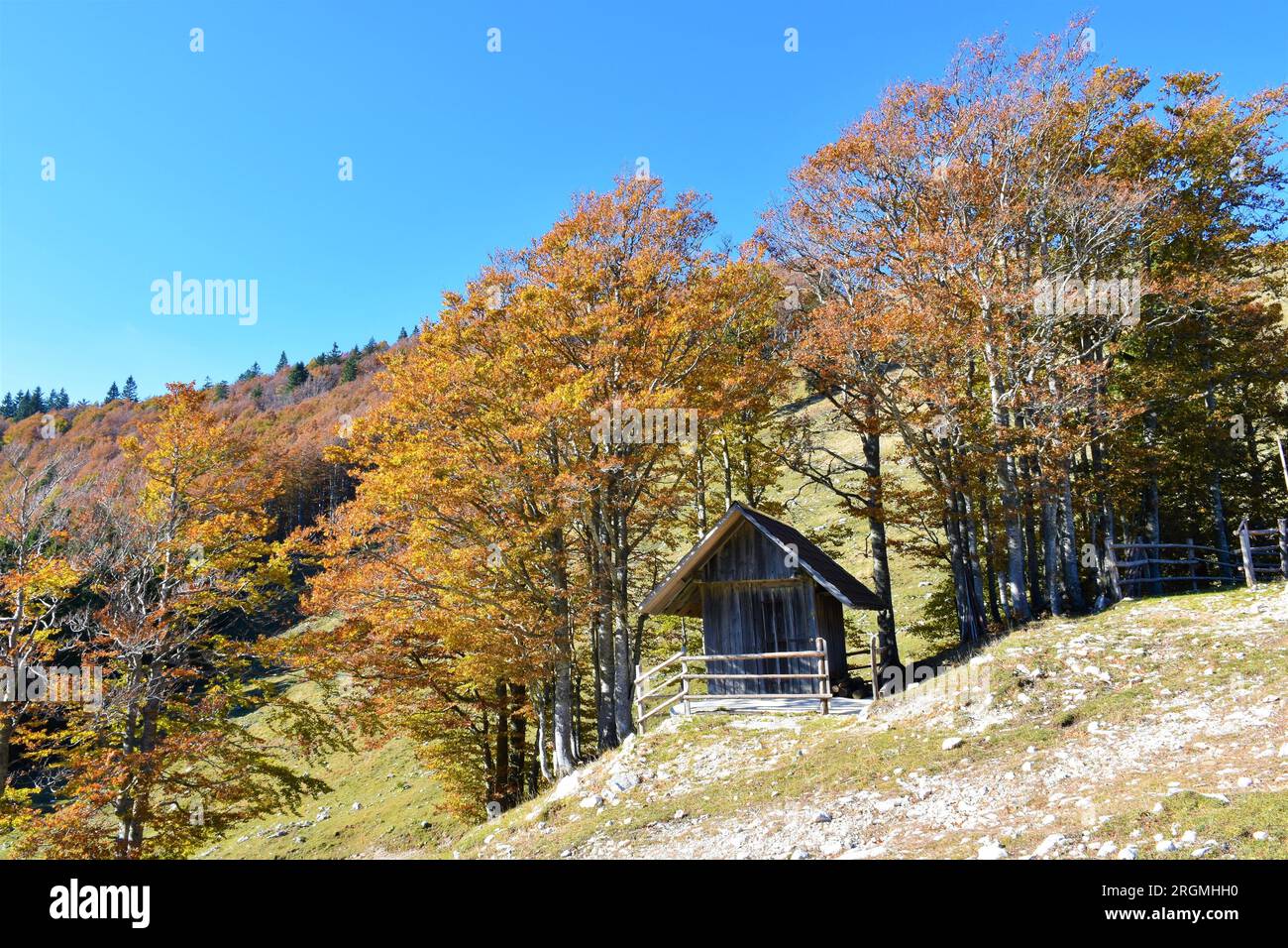Small wooden hut in autumn with red colored beech (Fagus sylvatica ...