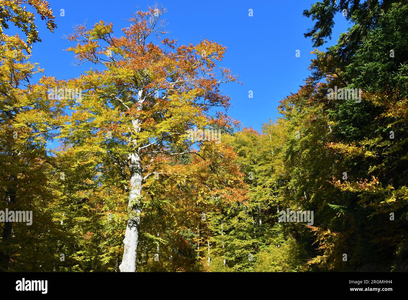 Beech (Fagus sylvatica) tree in yellow and orange autumn colors Stock ...
