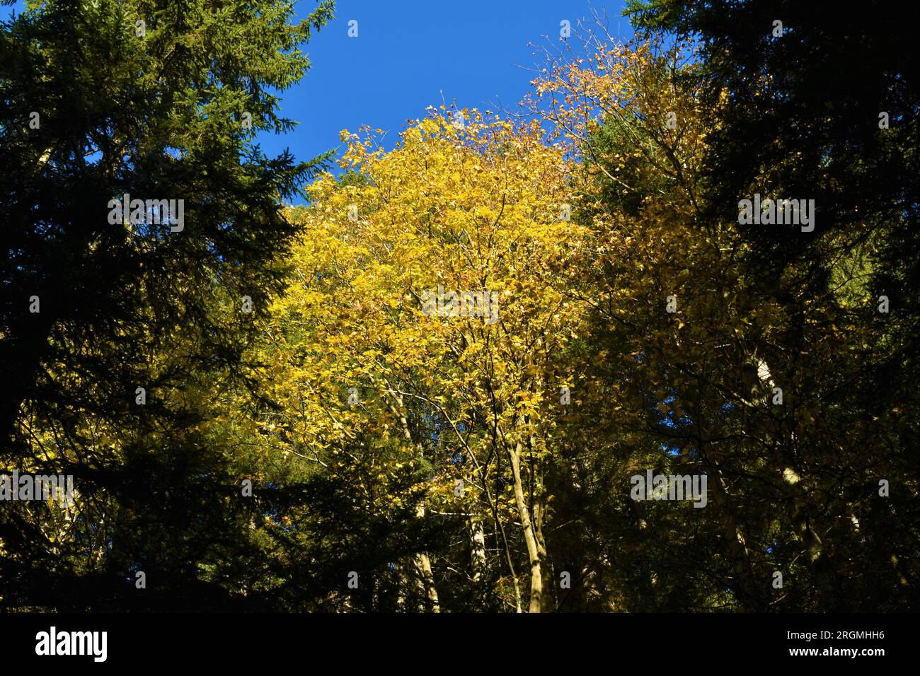 Bright yellow colored sycamore maple tree Stock Photo - Alamy