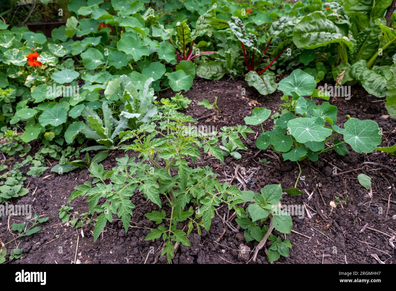 An allotment patch self seeded from home made compost with nasturtiums ...