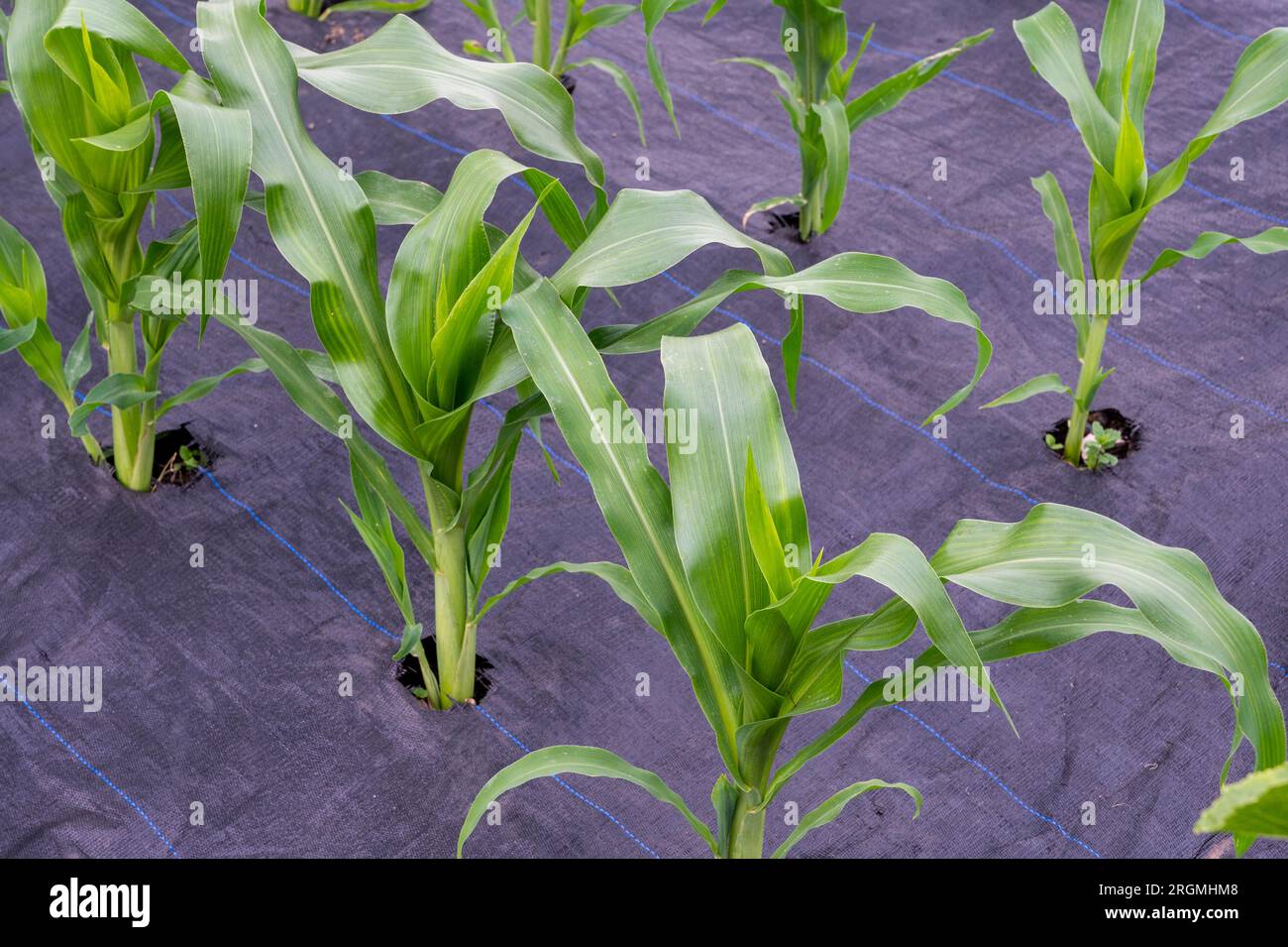 Sweet corn/ maize growing through weed suppressant fabric Stock Photo ...